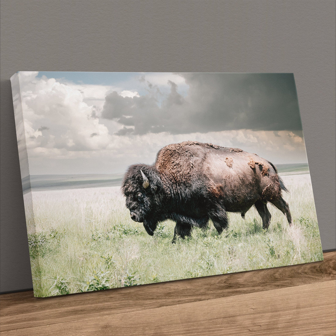 American Bison or Buffalo Canvas Print – Wild Elegance - Teri James ...