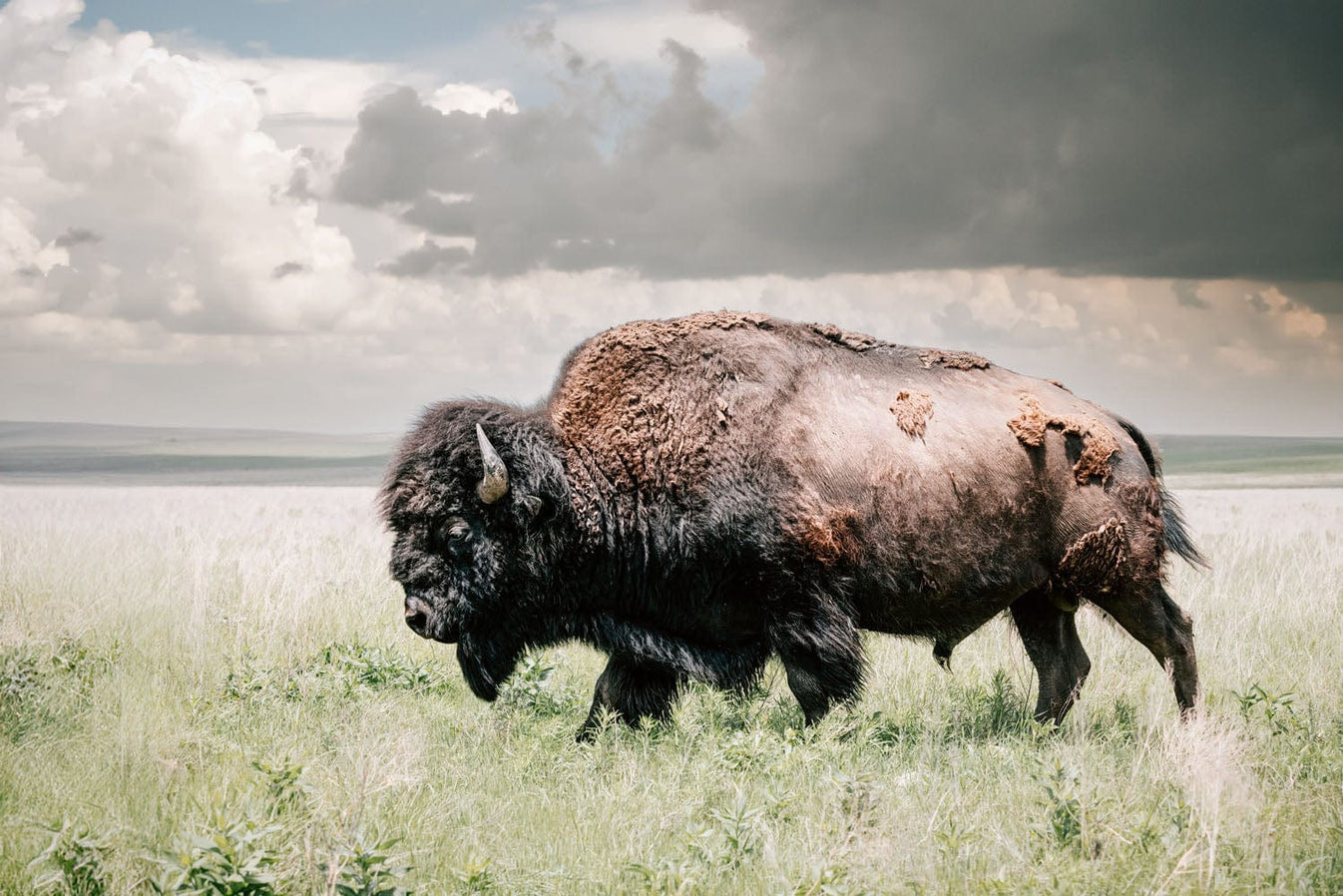 American Bison or Buffalo Canvas Print – Wild Elegance - Teri James ...