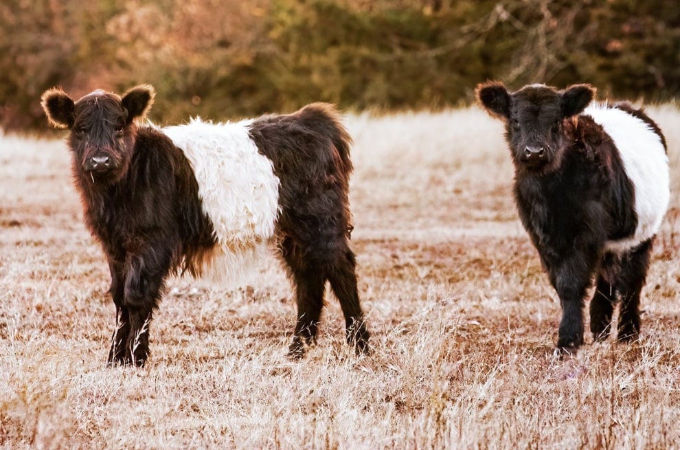 Belted Galloway Cattle Photo: Rural Landscape Artwork - Teri James ...