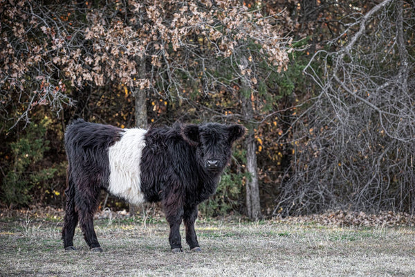 Beltie Cow Photo: Rustic Charm for Your Home Decor - Teri James Photography