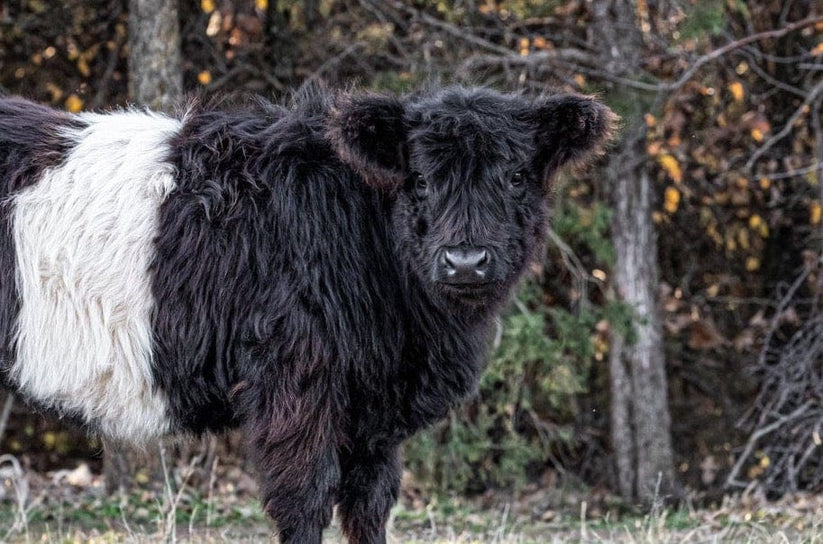 Beltie Cow Photo: Rustic Charm for Your Home Decor - Teri James Photography