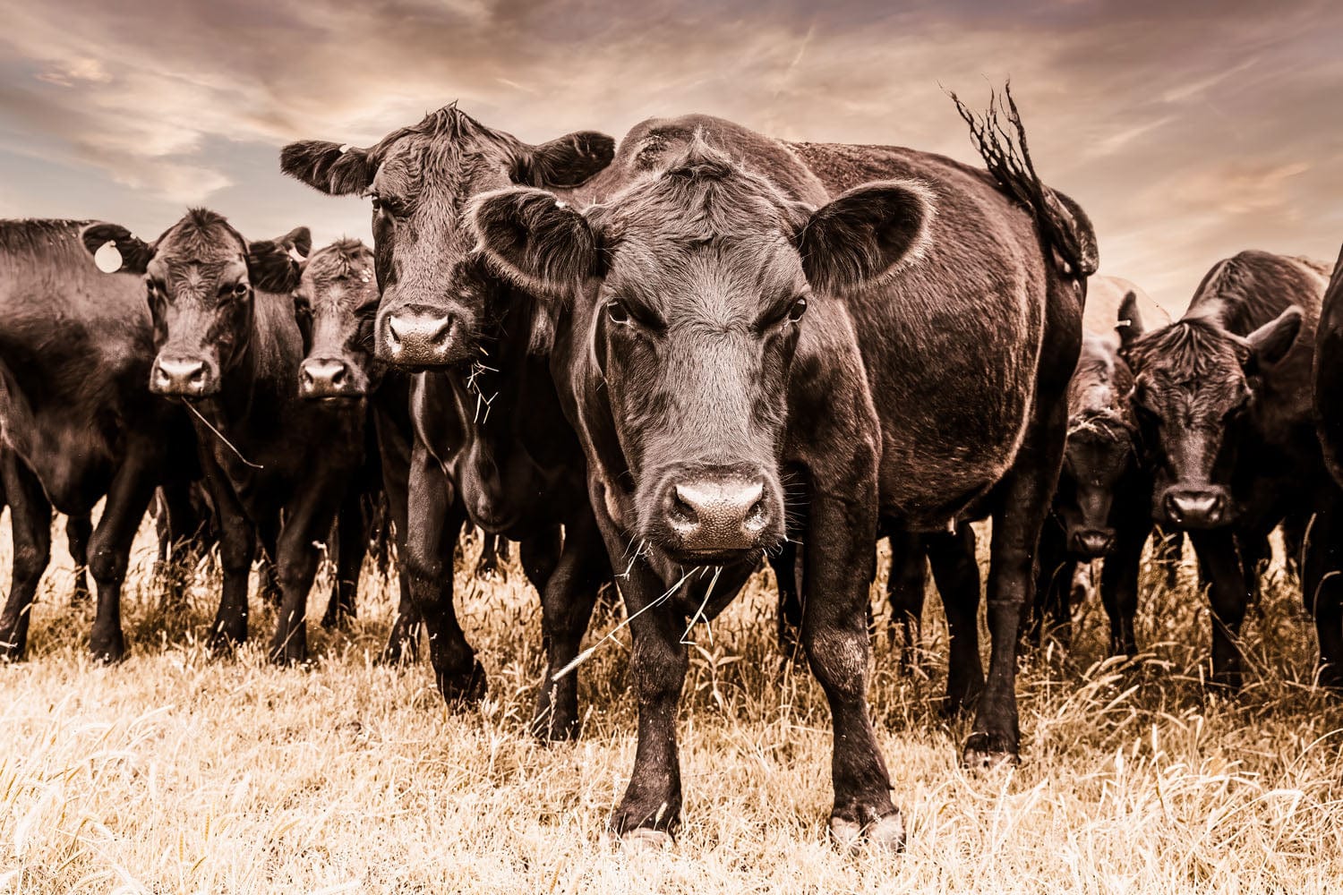 Black Angus Cow Canvas | Charming Western Art - Teri James Photography