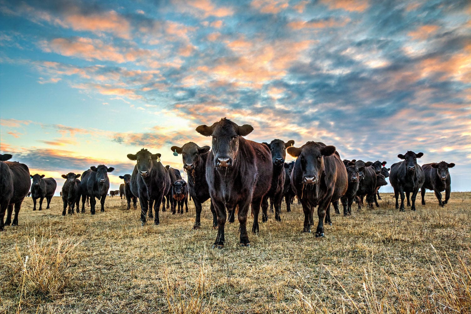 Black Angus Wall Art | Cows at Sunset - Teri James Photography