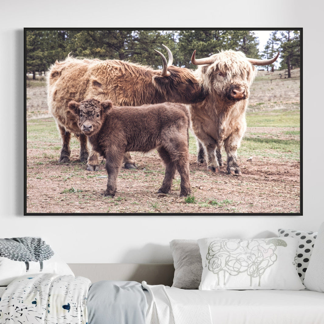 Highland Cow Wall Art Canvas Prints - Teri James Photography