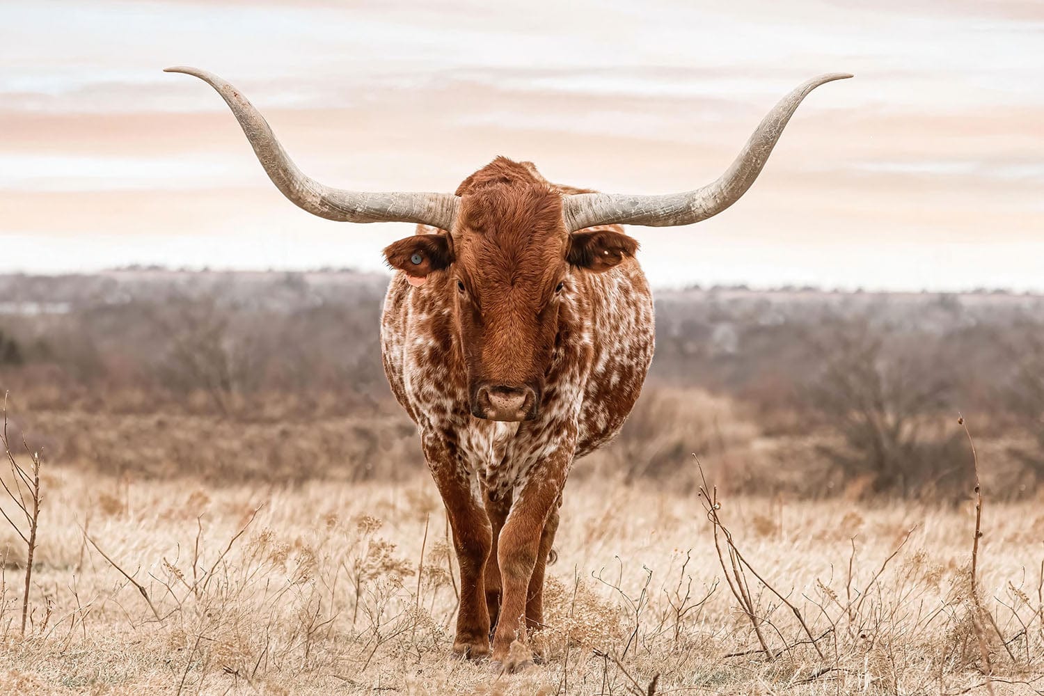 Large Texas Longhorn Wall Art | Western Canvas Print - Teri James ...