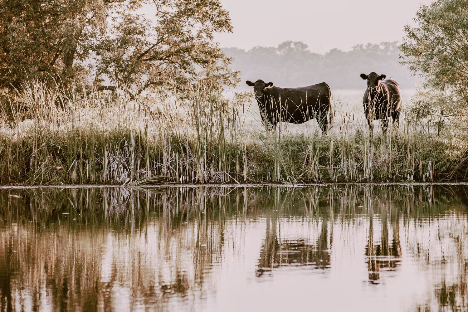 Ranch Style Wall Decor | Black Angus Cattle - Teri James Photography