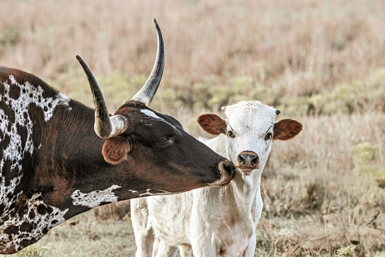 Texas Longhorn Cow Artwork: Perfect for Cowboy Decor - Teri James ...