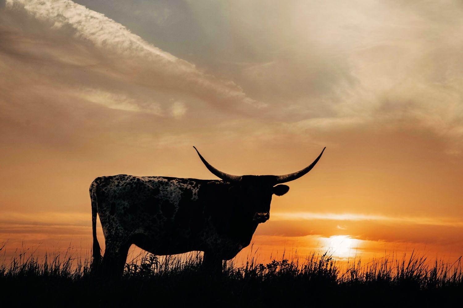 Texas Longhorn Canvas Print | Sunset Cow - Teri James Photography