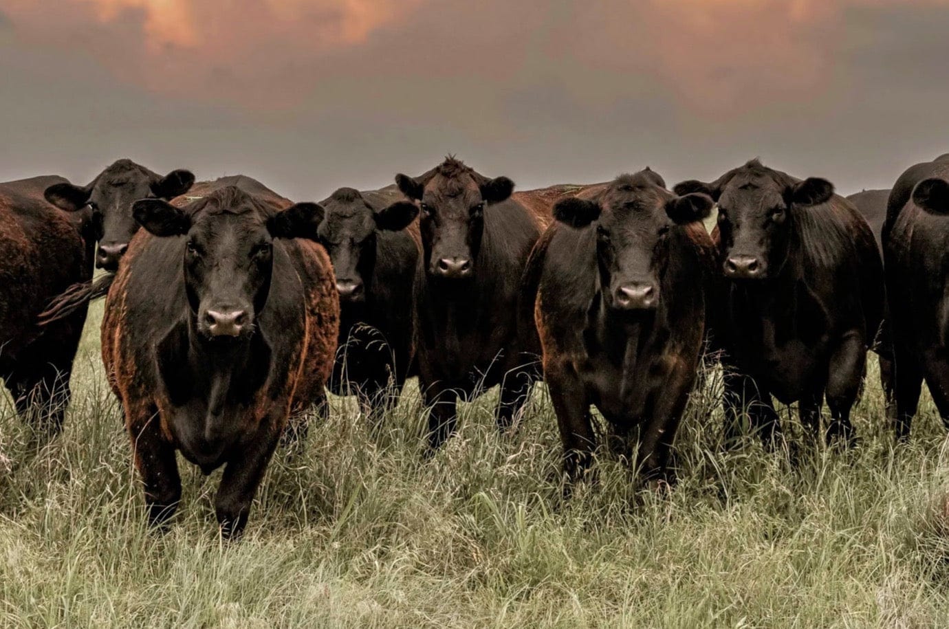 Western Landscape Art Print - Angus Cattle - Teri James Photography