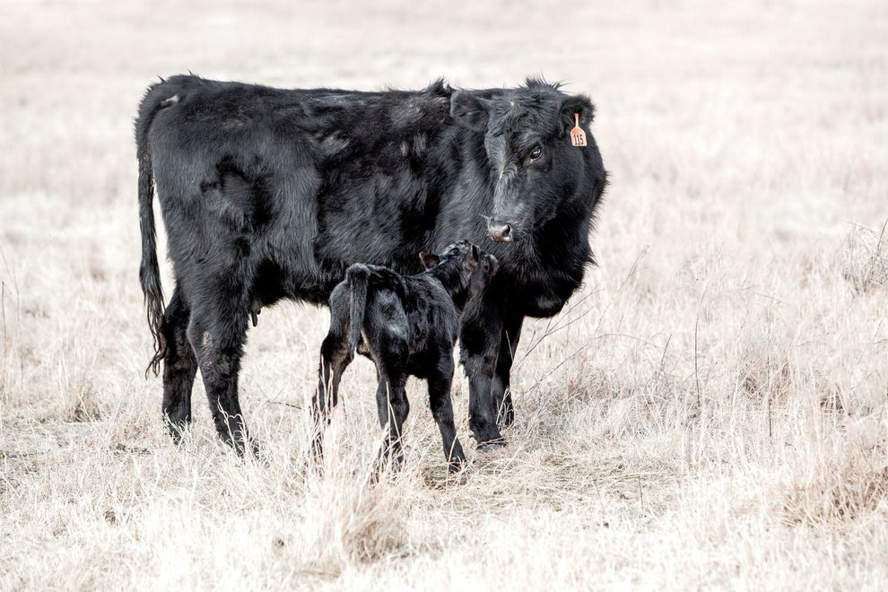 Western Nursery Wall Art - Teri James Black Angus Cow Print - Teri ...