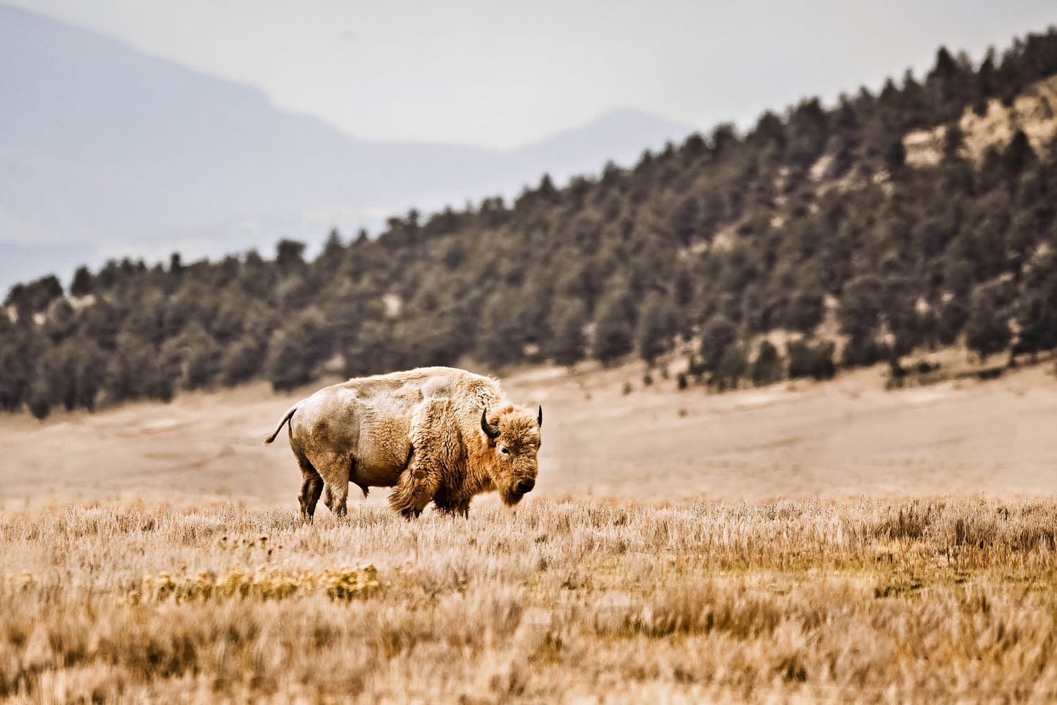 White Buffalo Art: Beautiful Canvas Print for Home - Teri James Photography