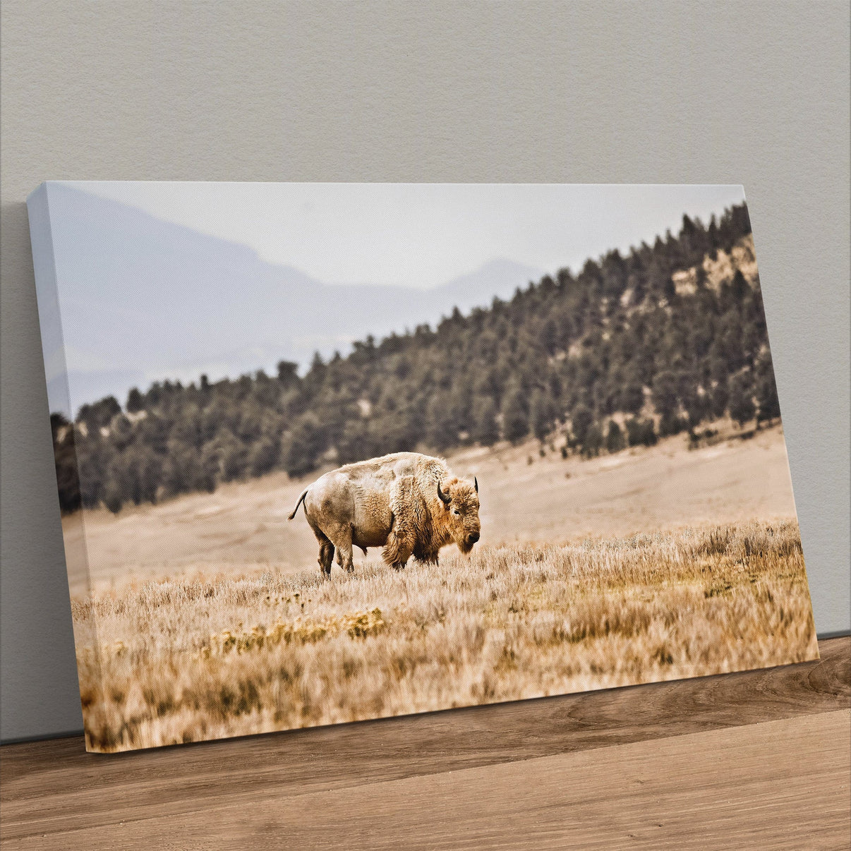 White Buffalo Art: Beautiful Canvas Print for Home